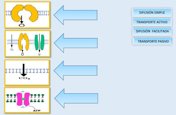 Aprendo Fácil Biología Tarea CirculaciÓn En Bacterias Archaebacterias