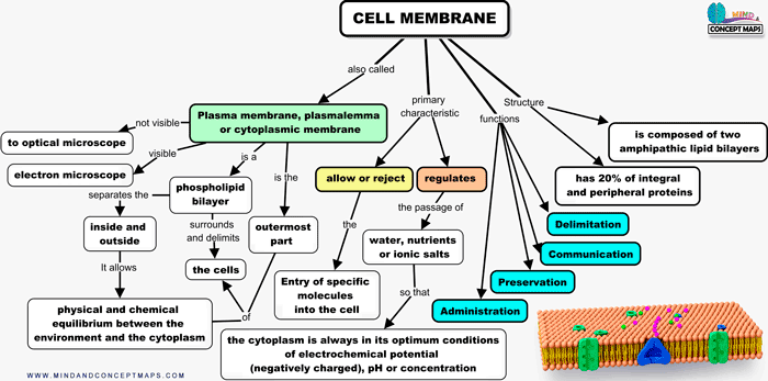 Concept Map Of The Cell Types Parts Functions Download Mind And