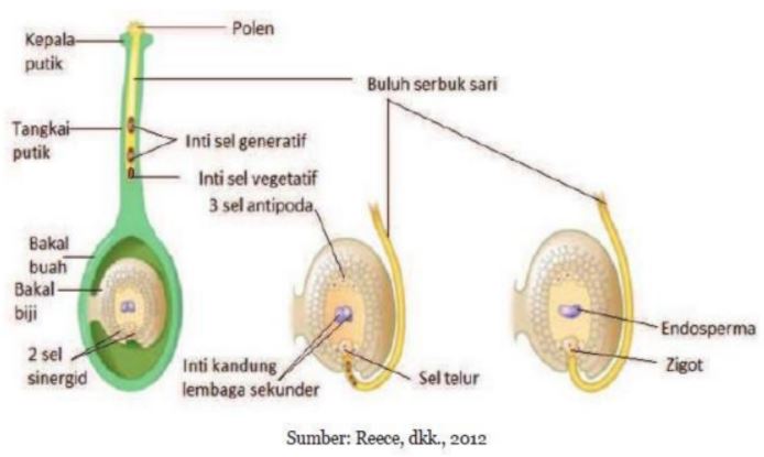 Sistem Reproduksi Tumbuhan Angiospermae