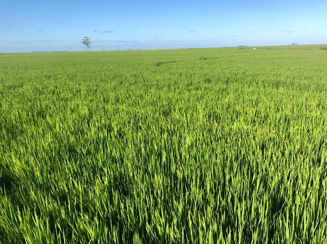 Pesquisa Rondônia Produziu Mais De 100 Mil Toneladas De Arroz Em 2021