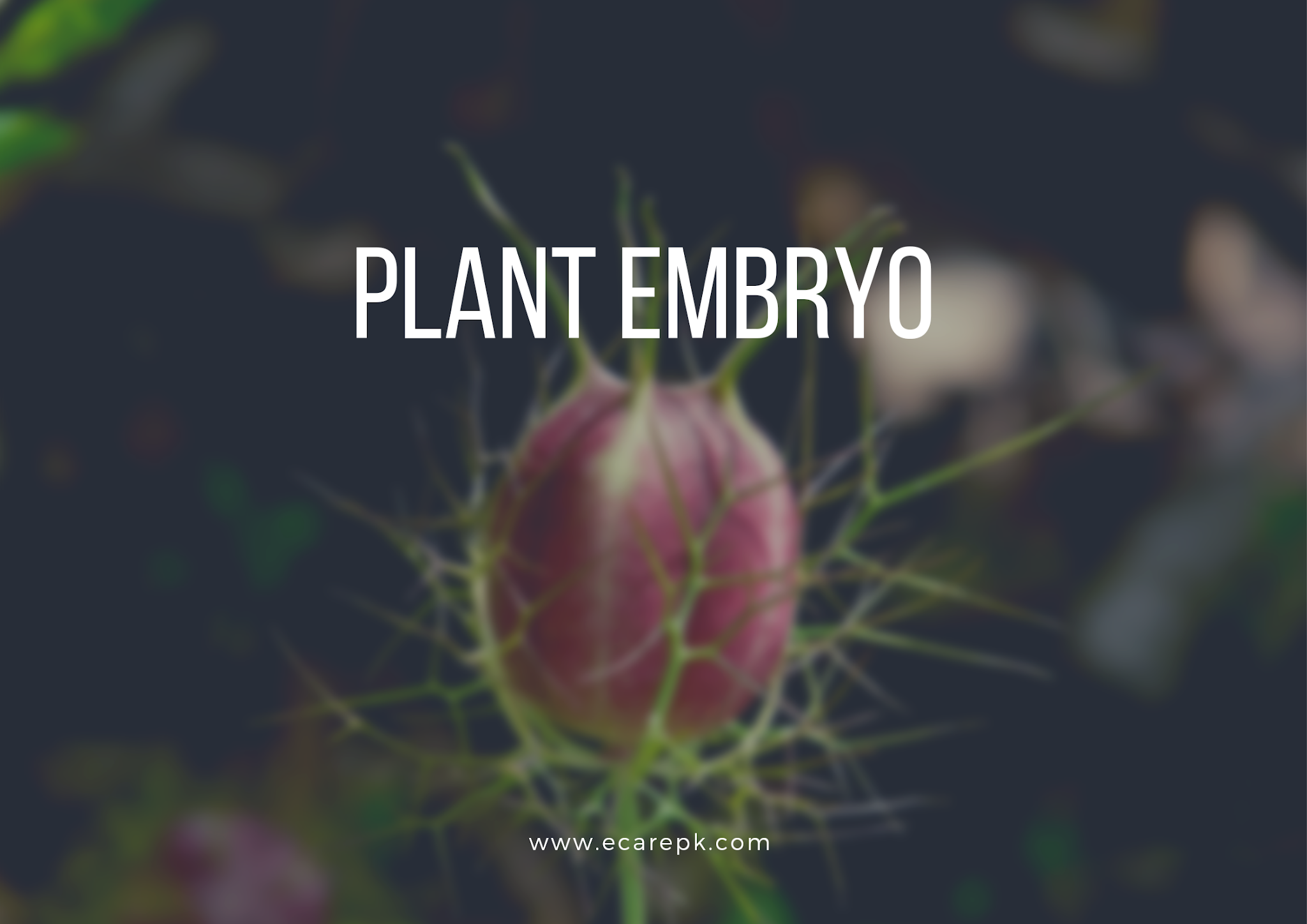 Plants Embryogenesis Describe The Process Of Plant Embryogenesis