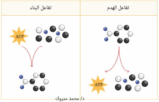 التفاعلات الكيميائية داخل أجسام الكائنات الحية التمثيل الغذائىللصف