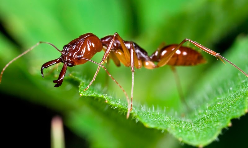 Hormigas Conductoras