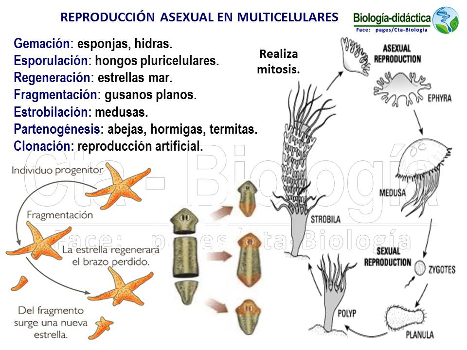 Biología Didáctica Ingeniería Bio 8 Reproducción En Seres Vivos