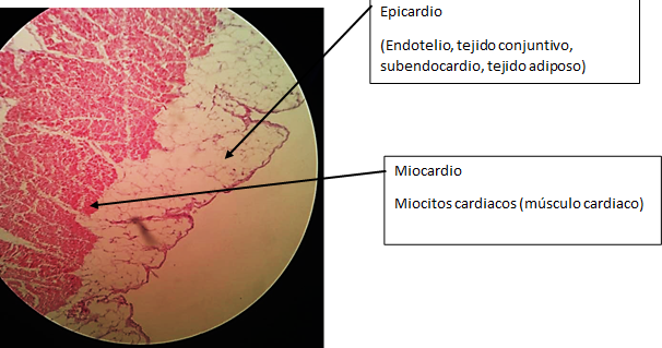 Medicoblasto Mi Travesía Como Estudiante De Medicina HistologÍa