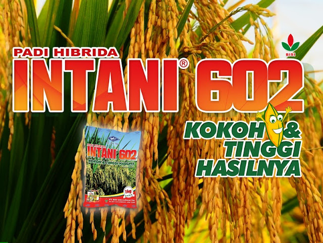 Benih Padi Intani 602 95 Hst Tani Makmur Nusantara