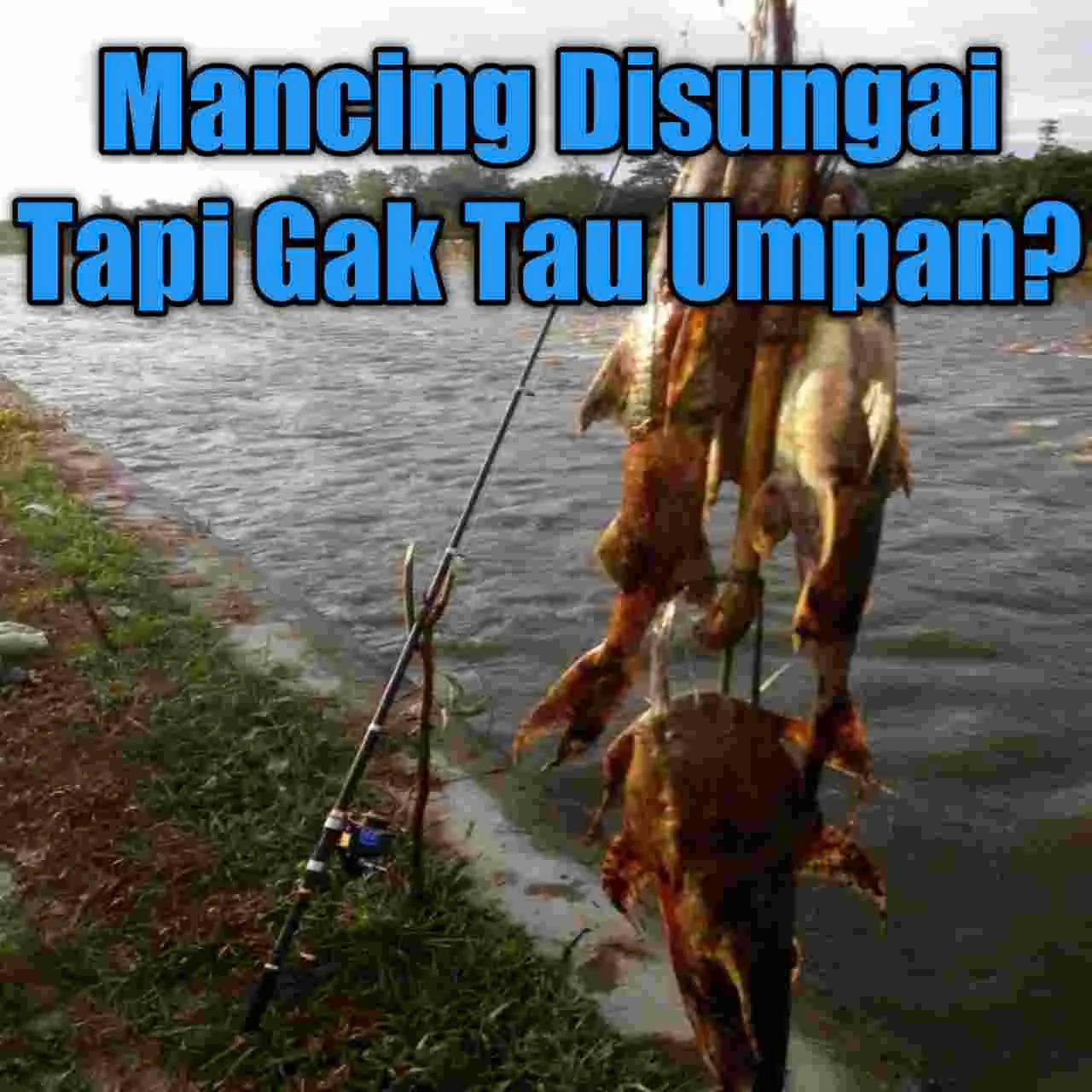 Umpan Ikan Sungai Paling Ampuh Pakai Ini Pasti Strike Angler Fishing