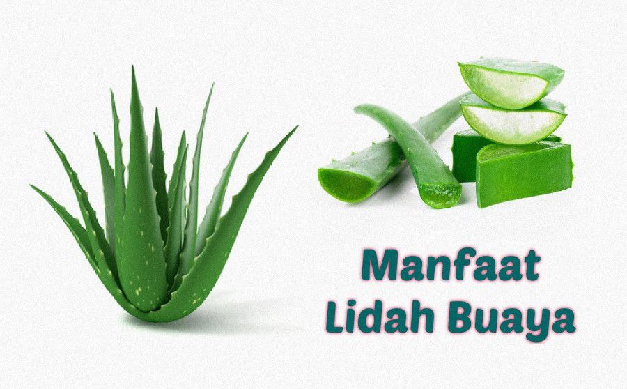 Manfaat Lidah Buaya Untuk Kesehatan Dan Kecantikan Arti Maksud Kata