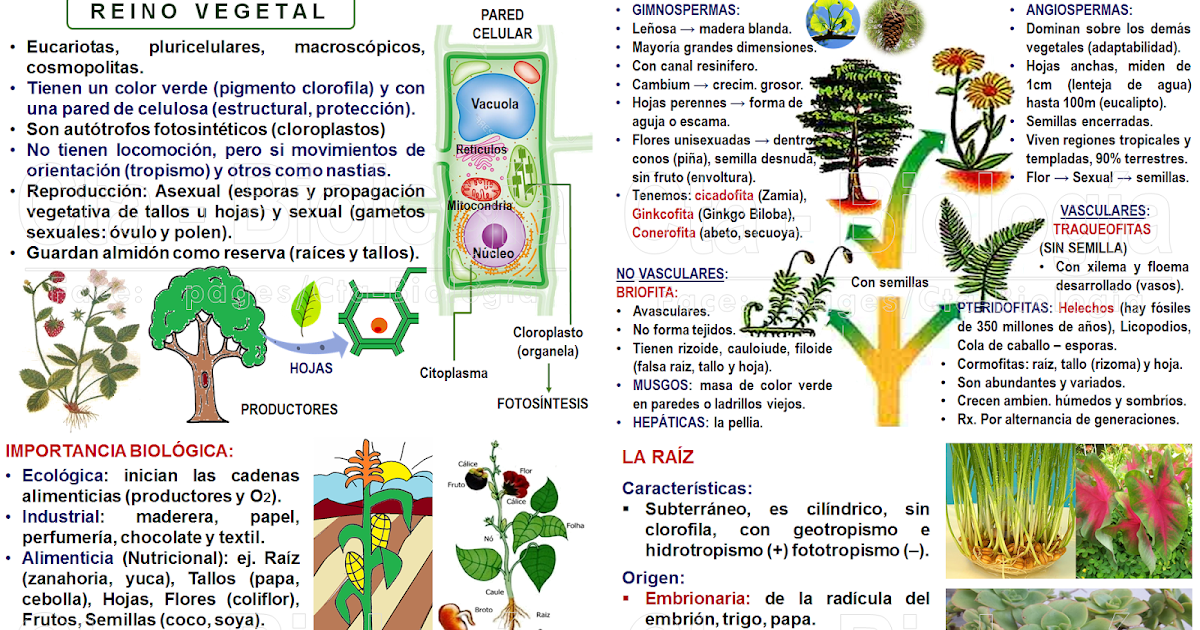 Biología Didáctica Semana 17 Ccnn Reino Plantae I