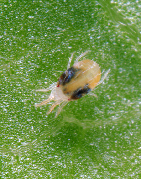 Two Spot Spider Mite Yellow Form Tetranychus Urticae