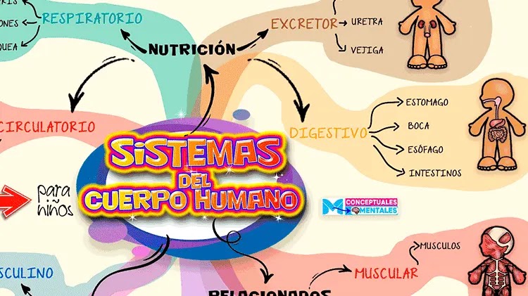 Mapa Mental Del Cuerpo Humano Para Niños ⭐