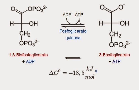 Metabolismo De La Glucolisis Fosfoglicerato Quinasa Fosforilación A