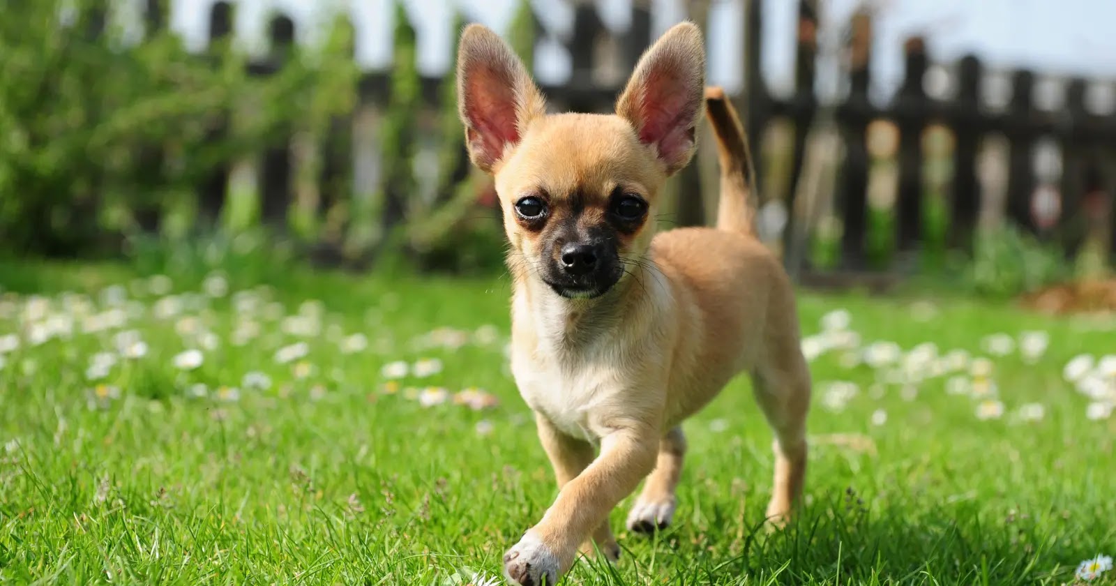 À Quel âge Se Calme Un Chihuahua