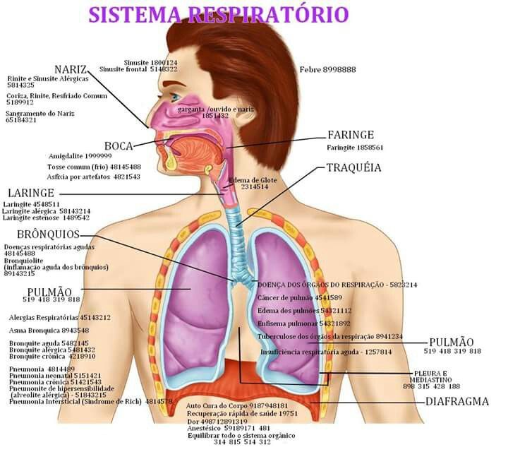 Sistema Respiratório