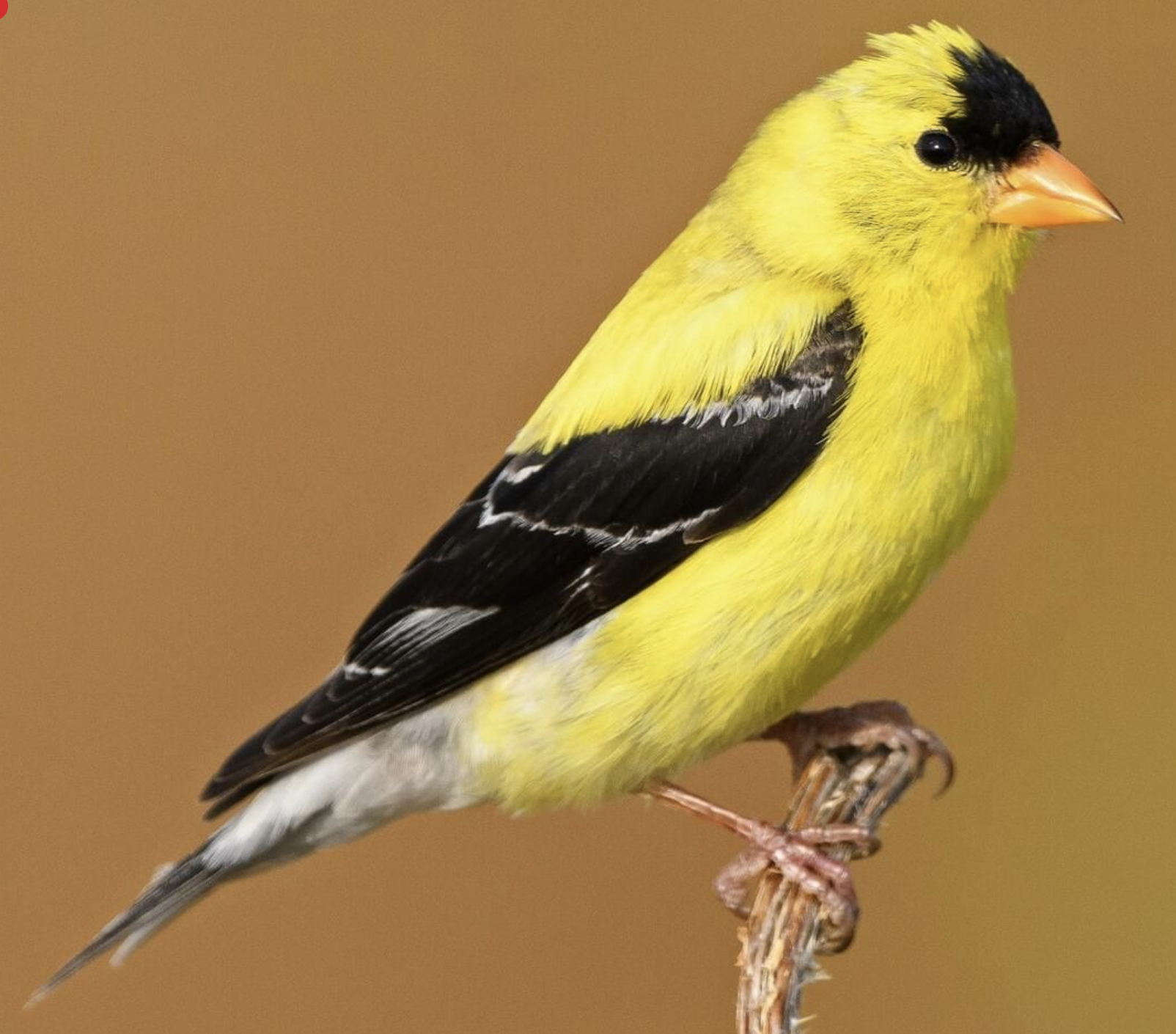 Content In A Cottage My Male Goldfinches Have Turned Yellow💛