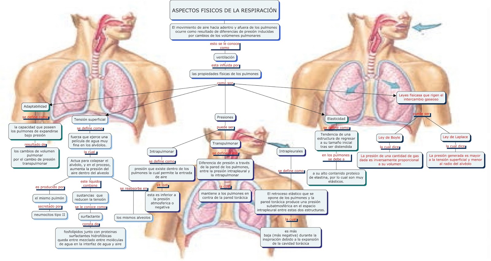 Blog De Evidencias De Fiosiologia Medica De Enoc Simons Junio 2015