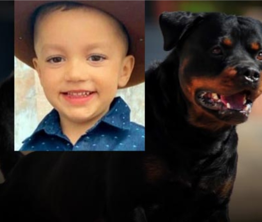 Itapetinga Agora Menino De 3 Anos É Atacado E Morto Por CÃo