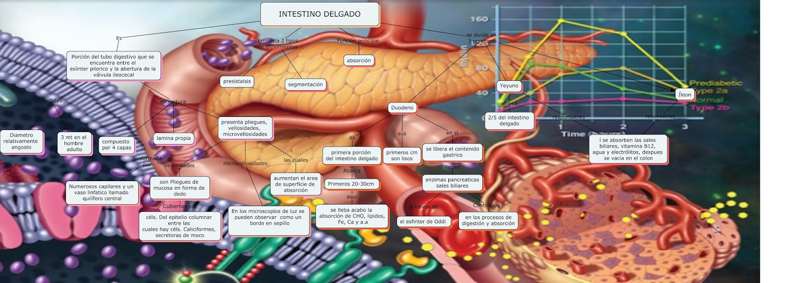 Blog De Evidencias De Fiosiologia Medica De Enoc Simons Junio 2015