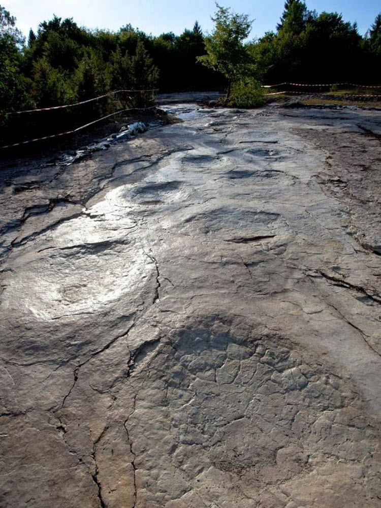 4 Gambar Tapak Kaki Dinosaur Yang Terpanjang Di Dunia