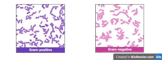 Gram Staining Definition Diagram Principle And Procedure Pdf