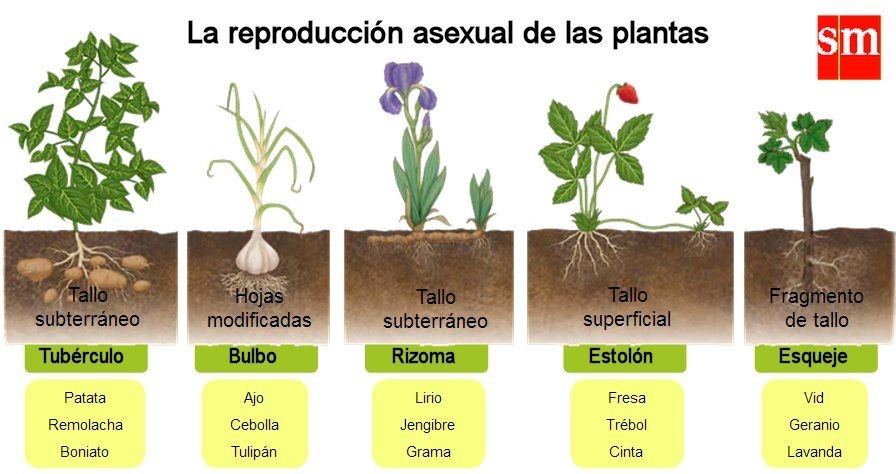 La ReproducciÓn Asexual De Las Plantas