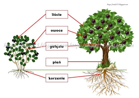 Karty Pracy Na ZamÓwienie Plansza Budowa Drzewa I Krzewu