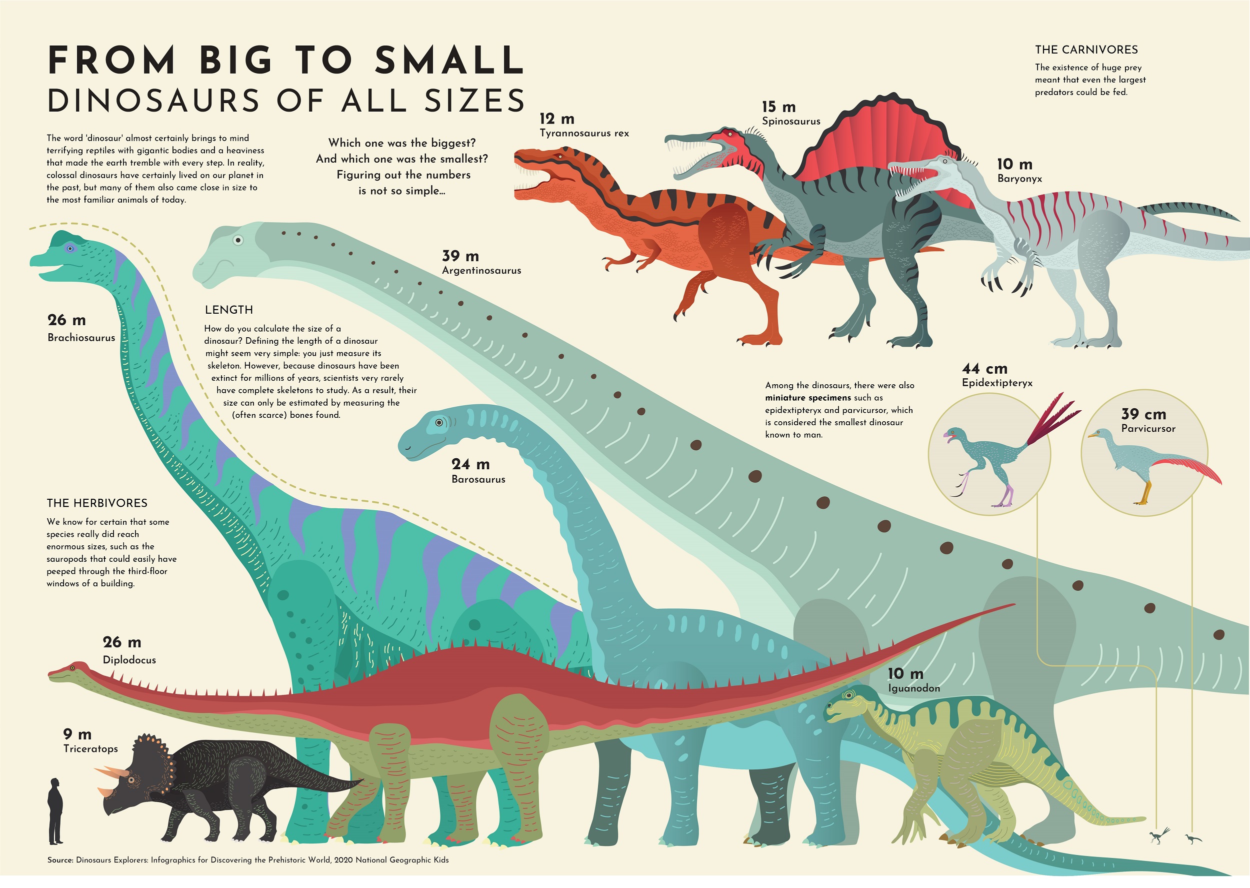 The Sizes Of Dinosaurs Compared