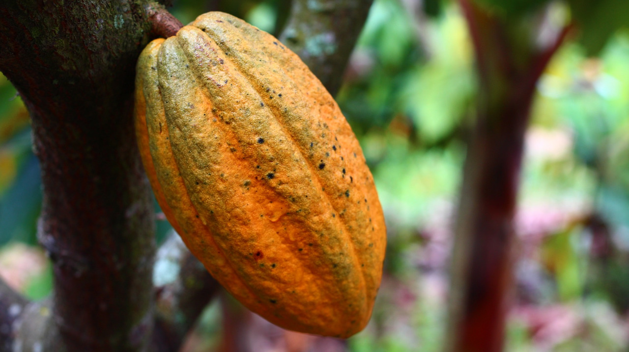 Do Cacau Ao Chocolate Uma Transformação Que Adoça Mais A Vida