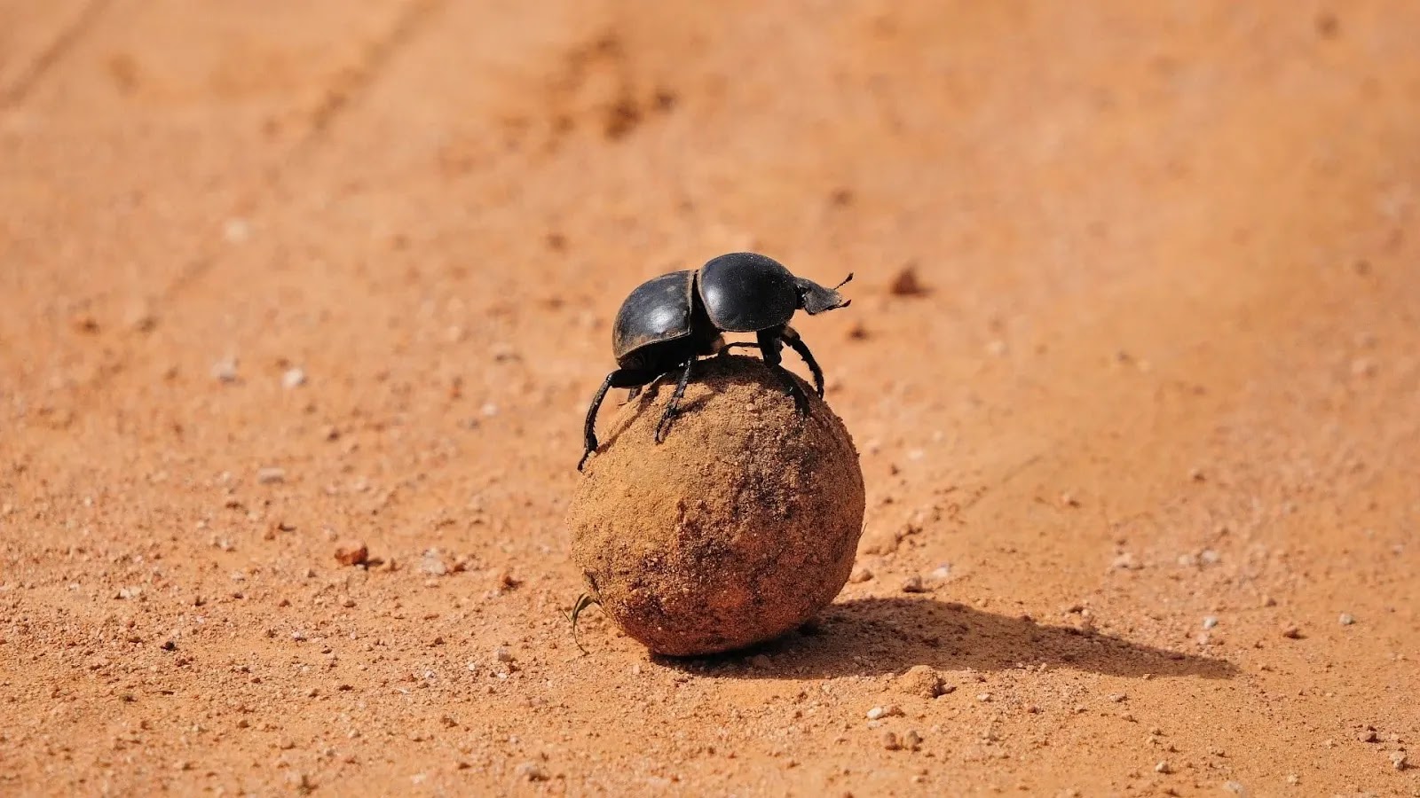 Facts About Dung Beetles That You Never Know