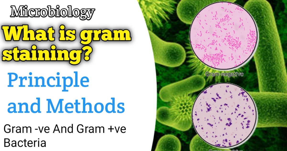 Gram Staining Principle And Procedure