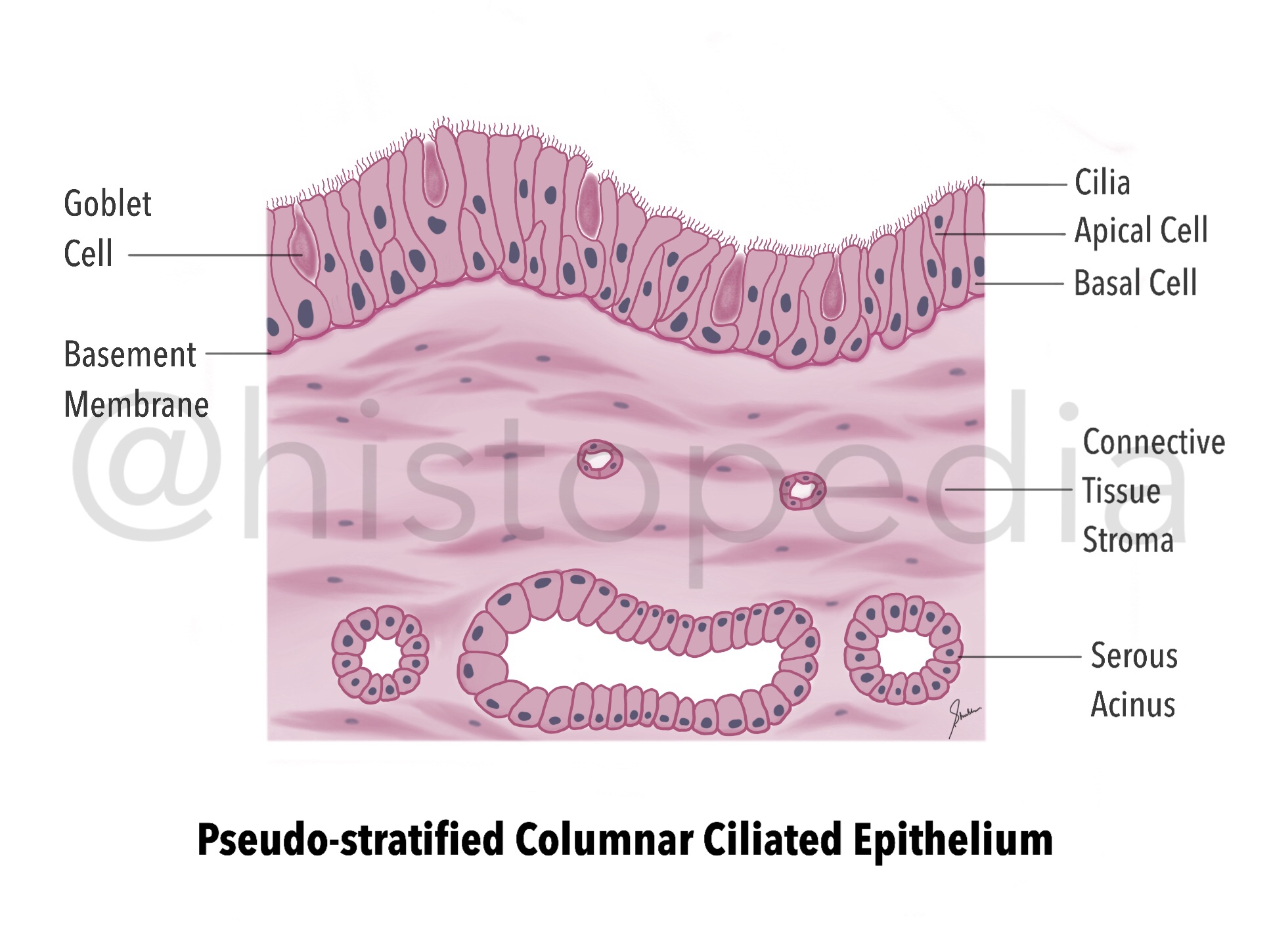 Pseudo Stratified Columnar Ciliated Epithelium