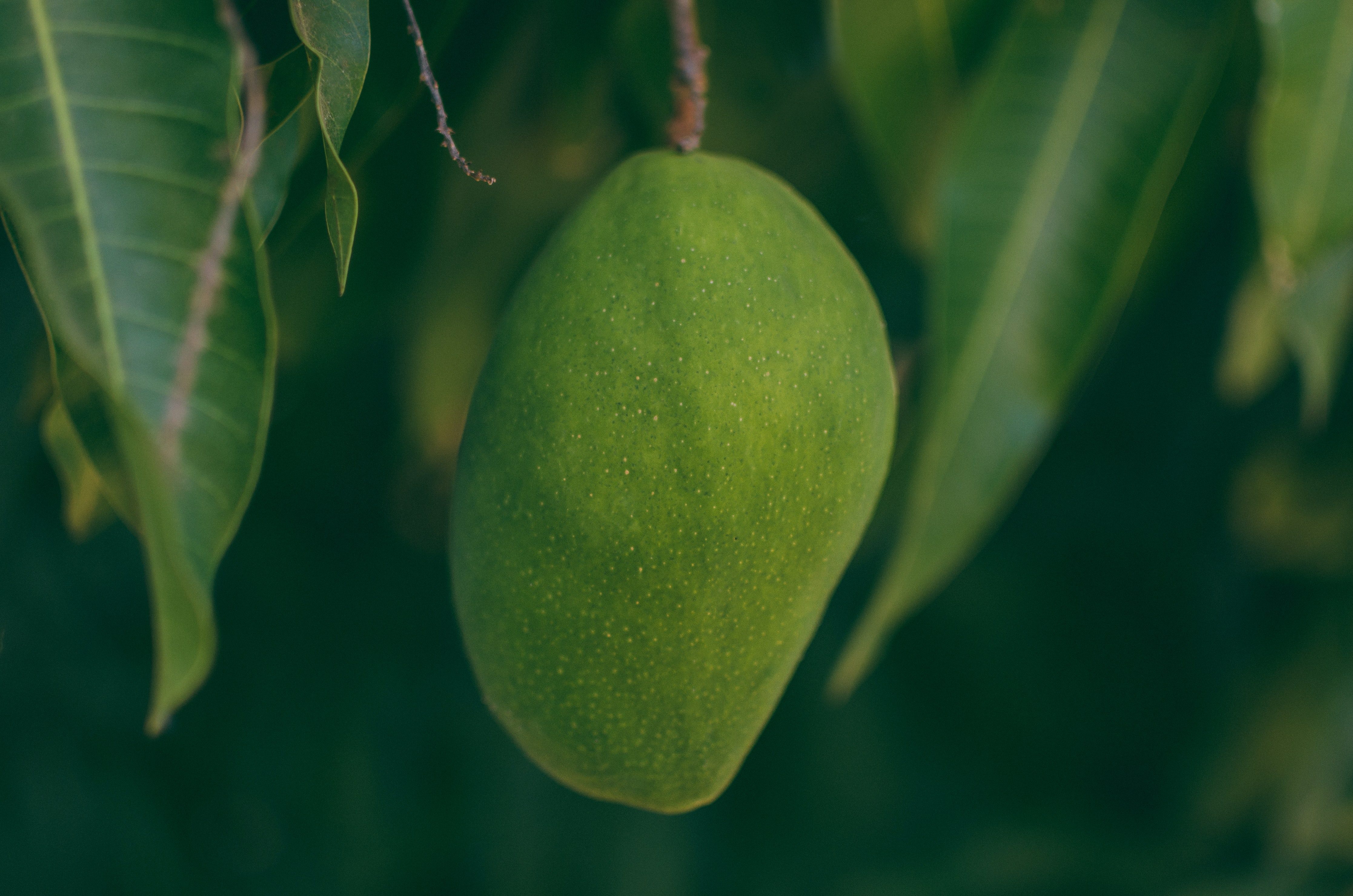 Buah Mangga Klasifikasi Morfologi Kandungan Dan Cara Menanam