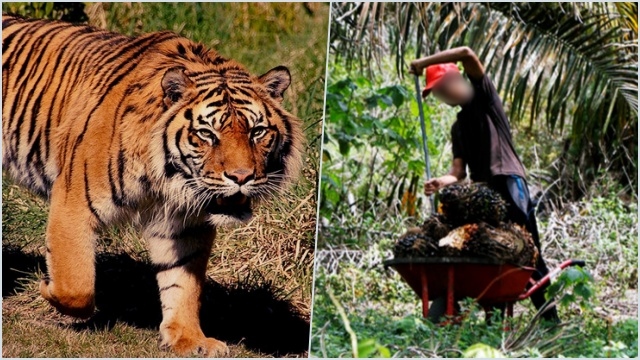 Diterkam Dari Depan Petani Di Aceh Selatan Refleks Gebuk Harimau Pakai