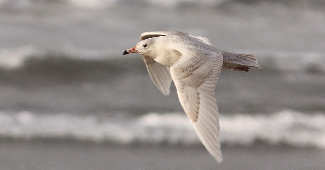 Kerry Birding Glaucous Gulls And Iceland Gull