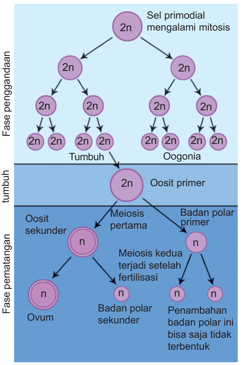 Tahapan Proses Oogenesis Pembentukan Sel Ovum Biologi Edukasi