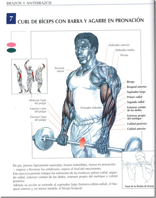 Musculación Curl De Biceps Con Barra Y Agarre En Pronación