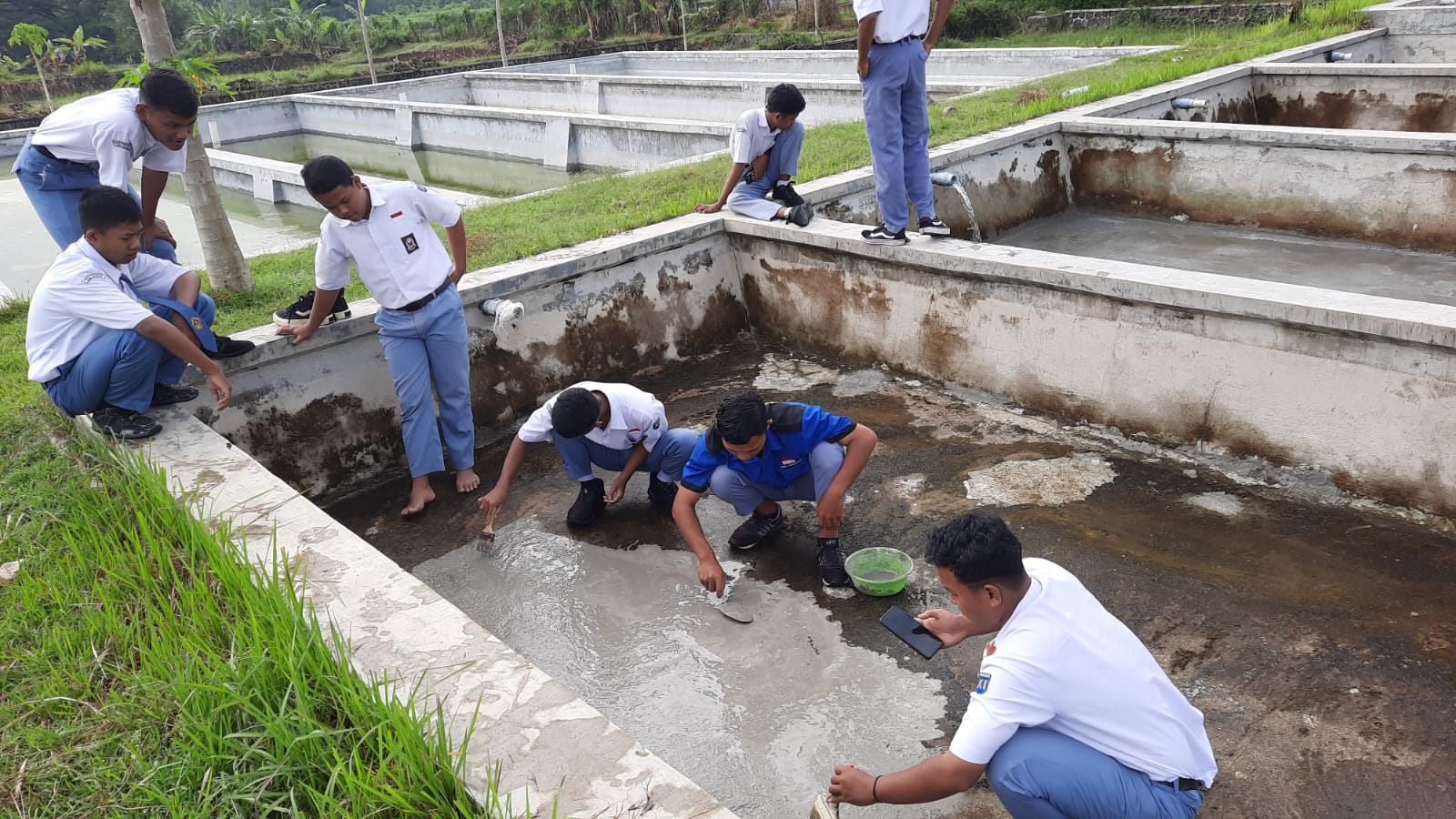 5 Langkah Cara Paling Mudah Dalam Budidaya Gurame Di Kolam Beton Budi