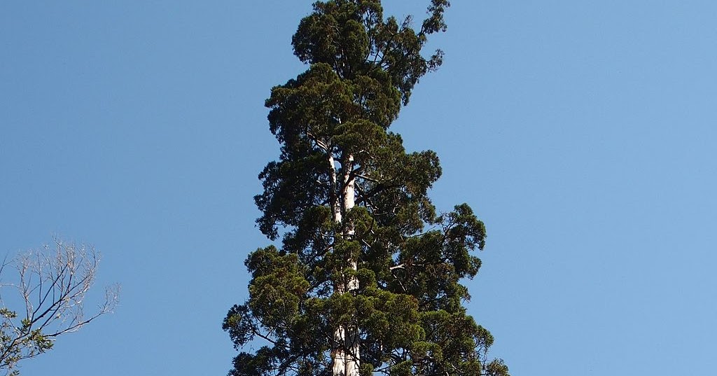 Dimo Los 4 Arboles Más Longevos Del Mundo