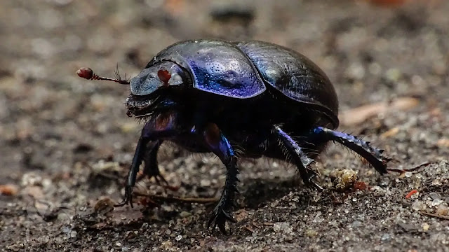 Facts About Dung Beetles That You Never Know