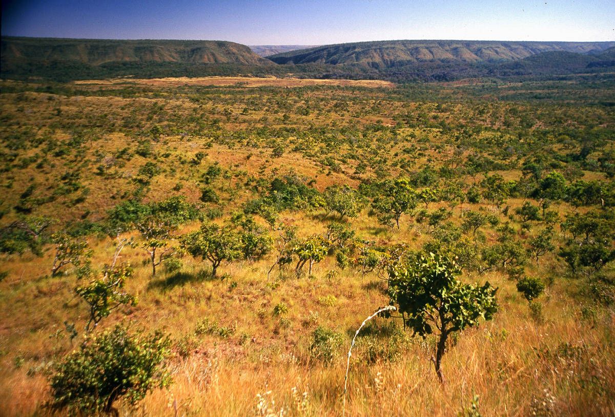 11 De Setembro Dia Nacional Do Cerrado ~ Áreas Verdes Das Cidades