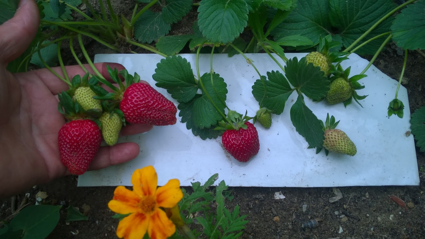 How To Propagate Strawberries From Runners