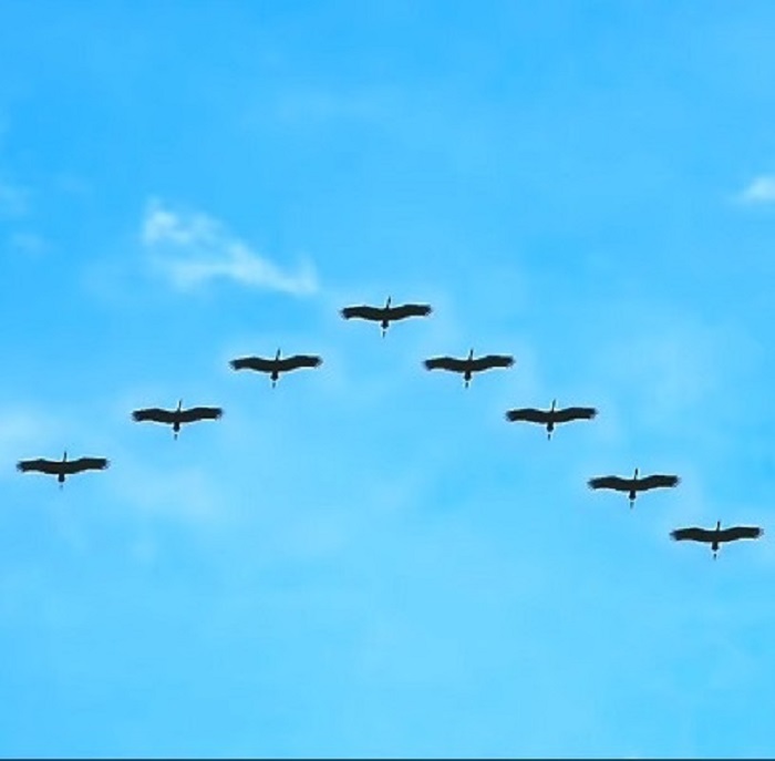 Why Do Birds Fly In V Shape How Migratory Birds Help Each Other By