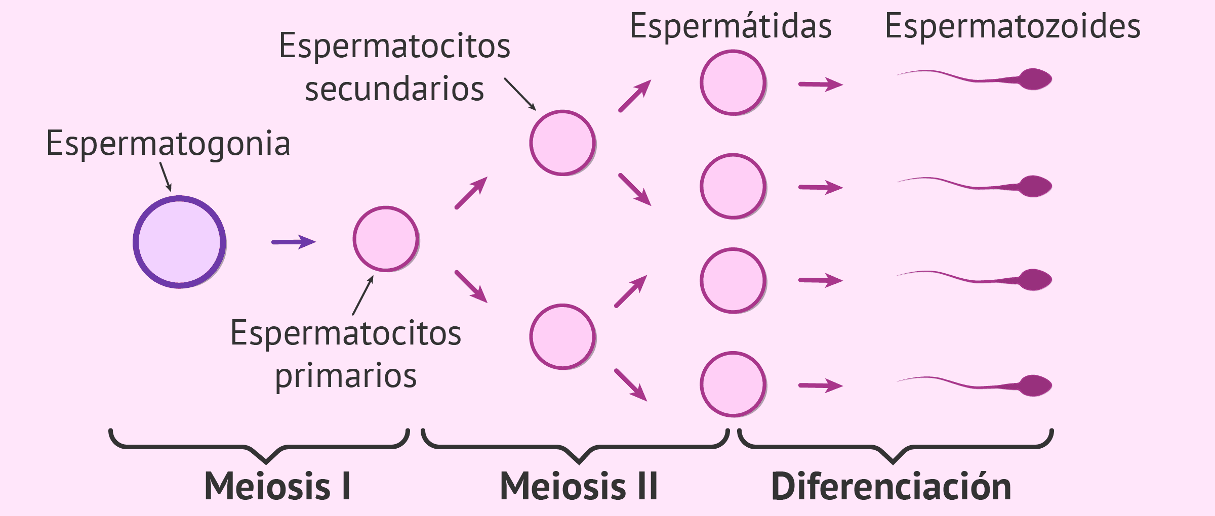 Espermatogénesis