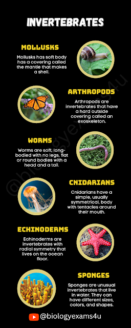 Difference Between Vertebrates And Invertebrates Vertebrates Vs