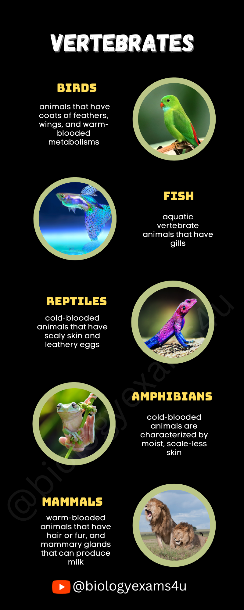 Difference Between Vertebrates And Invertebrates Vertebrates Vs