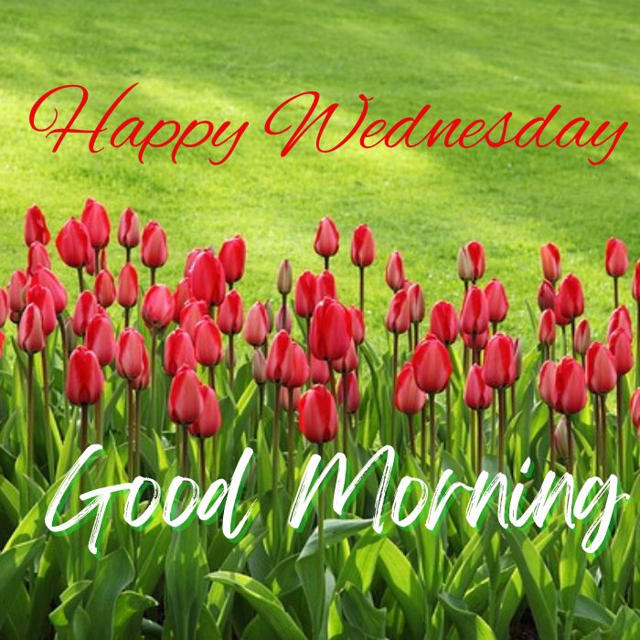 50 Good Morning Happy Wednesday Wishes With Hd Images