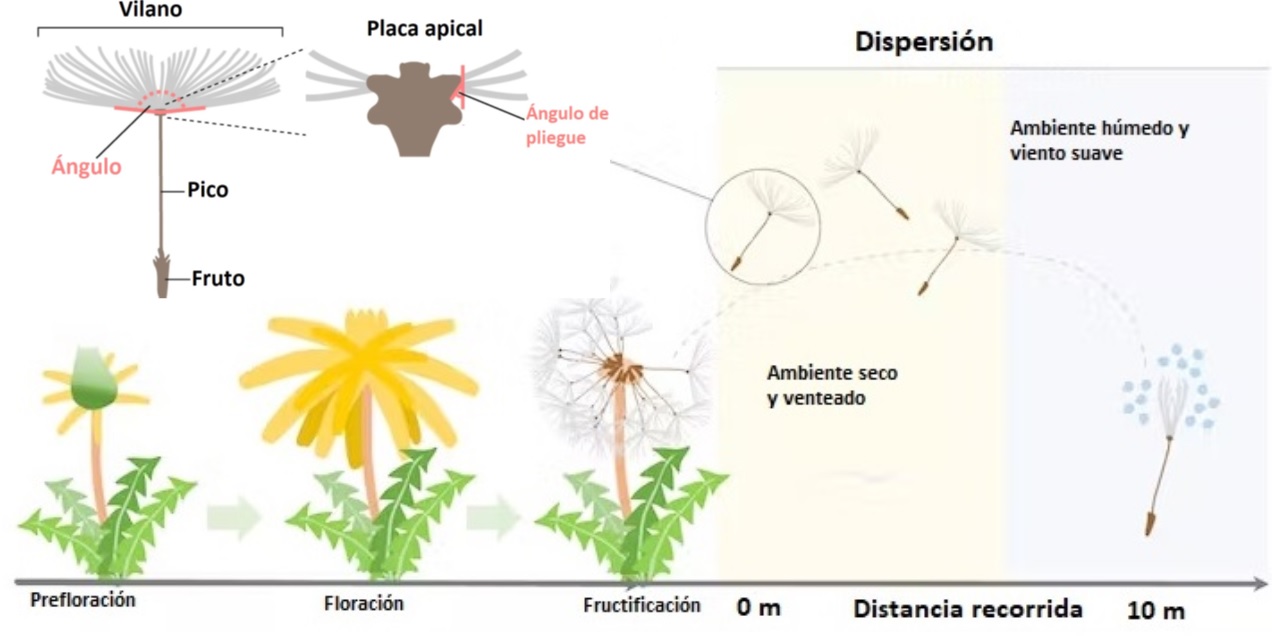 Sobre Esto Y Aquello Así Vuela El Diente De León