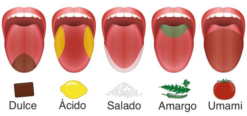 ClasificaciÓn De Sabores