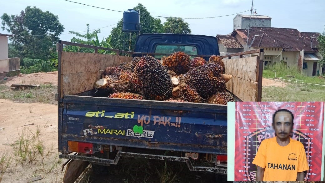 Curi Sawit Milik Perusahaan Dengan Mobil Pick Up Oknum Buruh Ditangkap