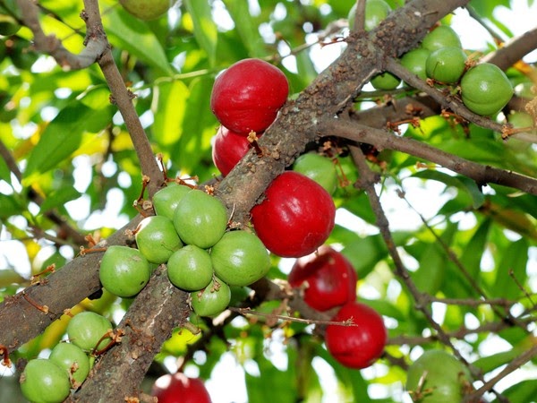 Arti Simalakama Salah Satu Buah Yang Kerap Dilantunkan Di Peribahasa